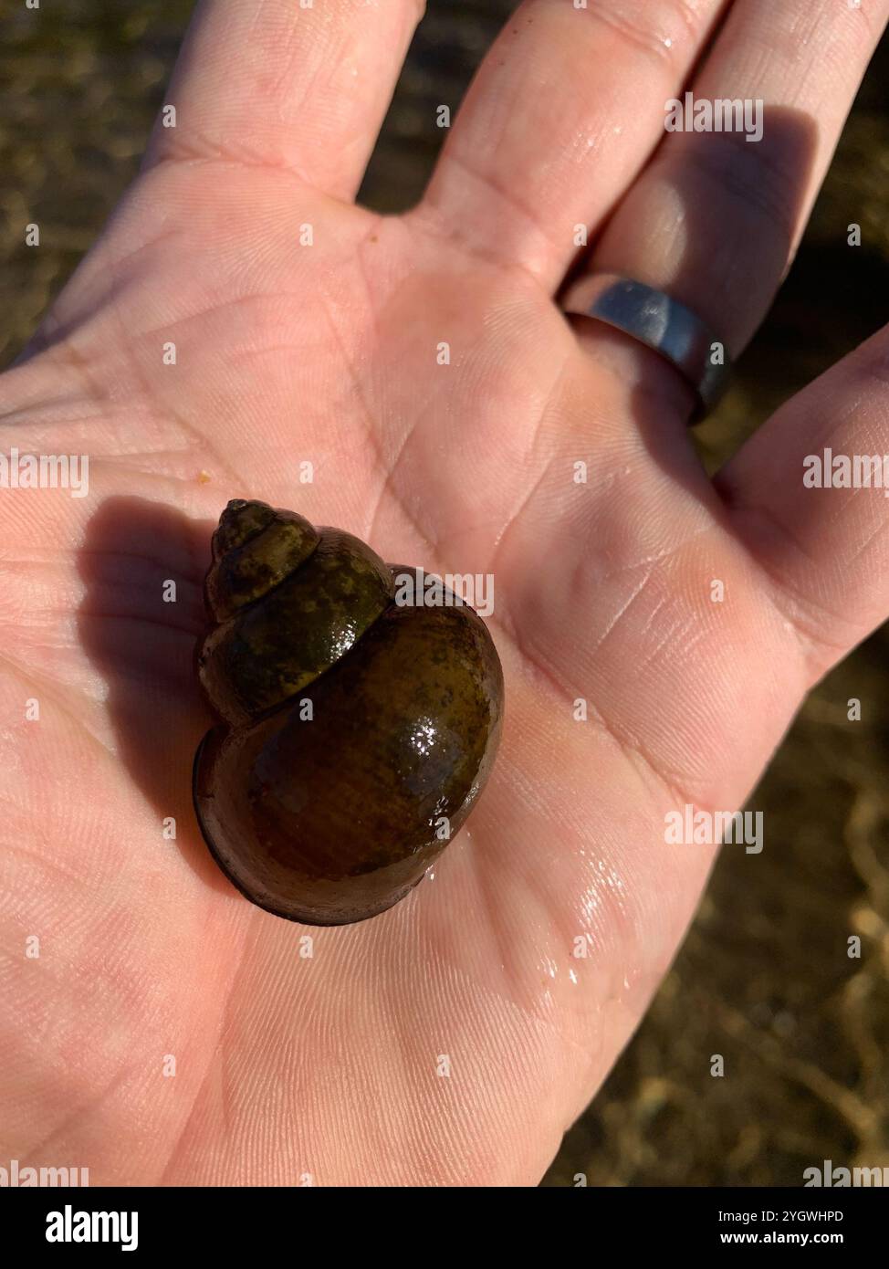 Cipangopaludina chinensis hi-res stock photography and images - Alamy