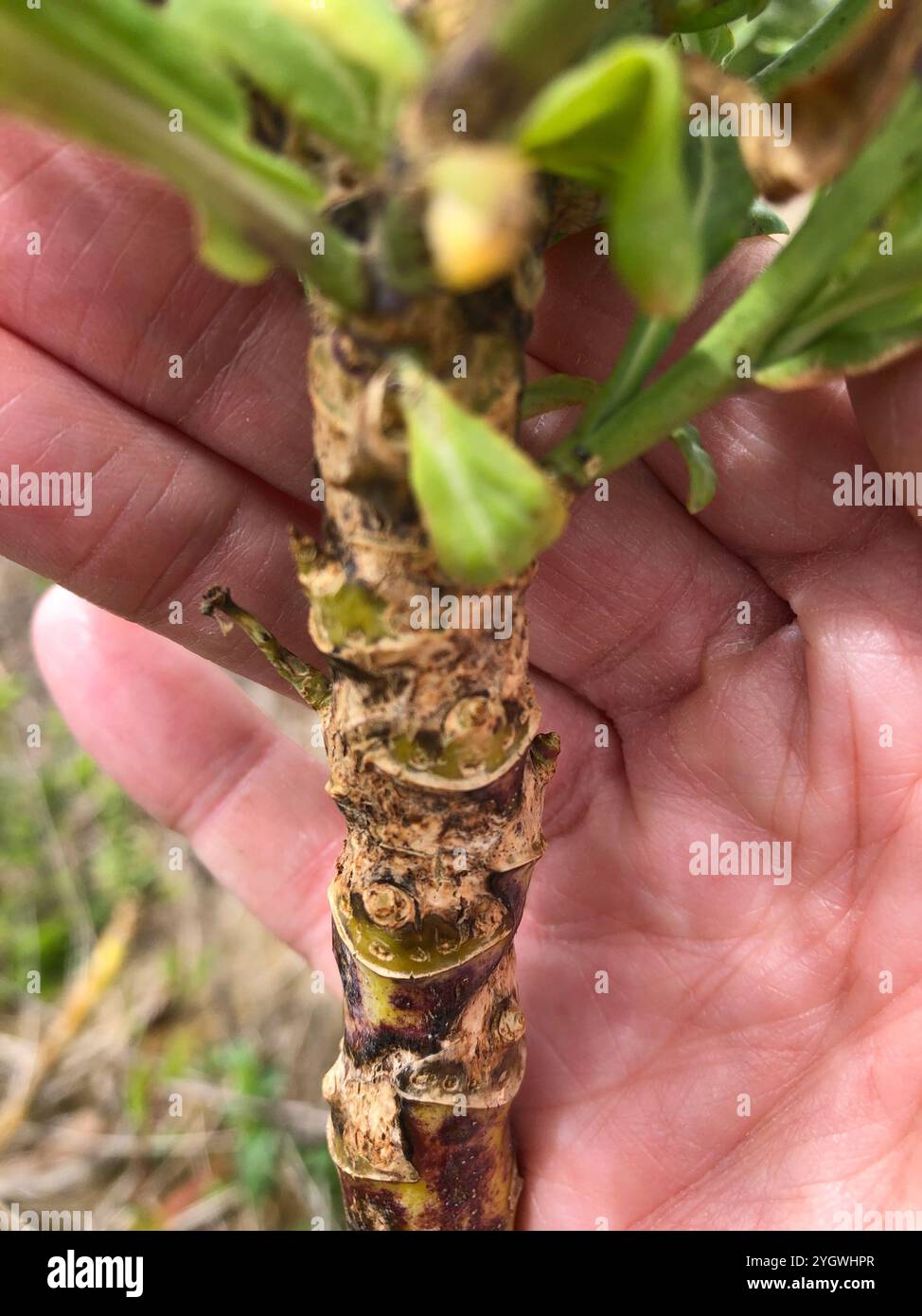Wild Cabbage (Brassica oleracea oleracea Stock Photo - Alamy