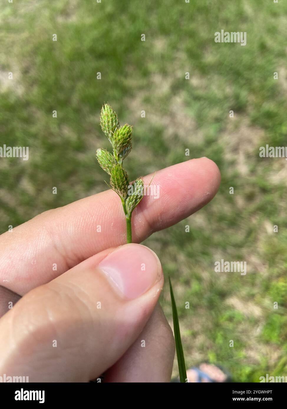 Greater Straw Sedge (Carex normalis Stock Photo - Alamy