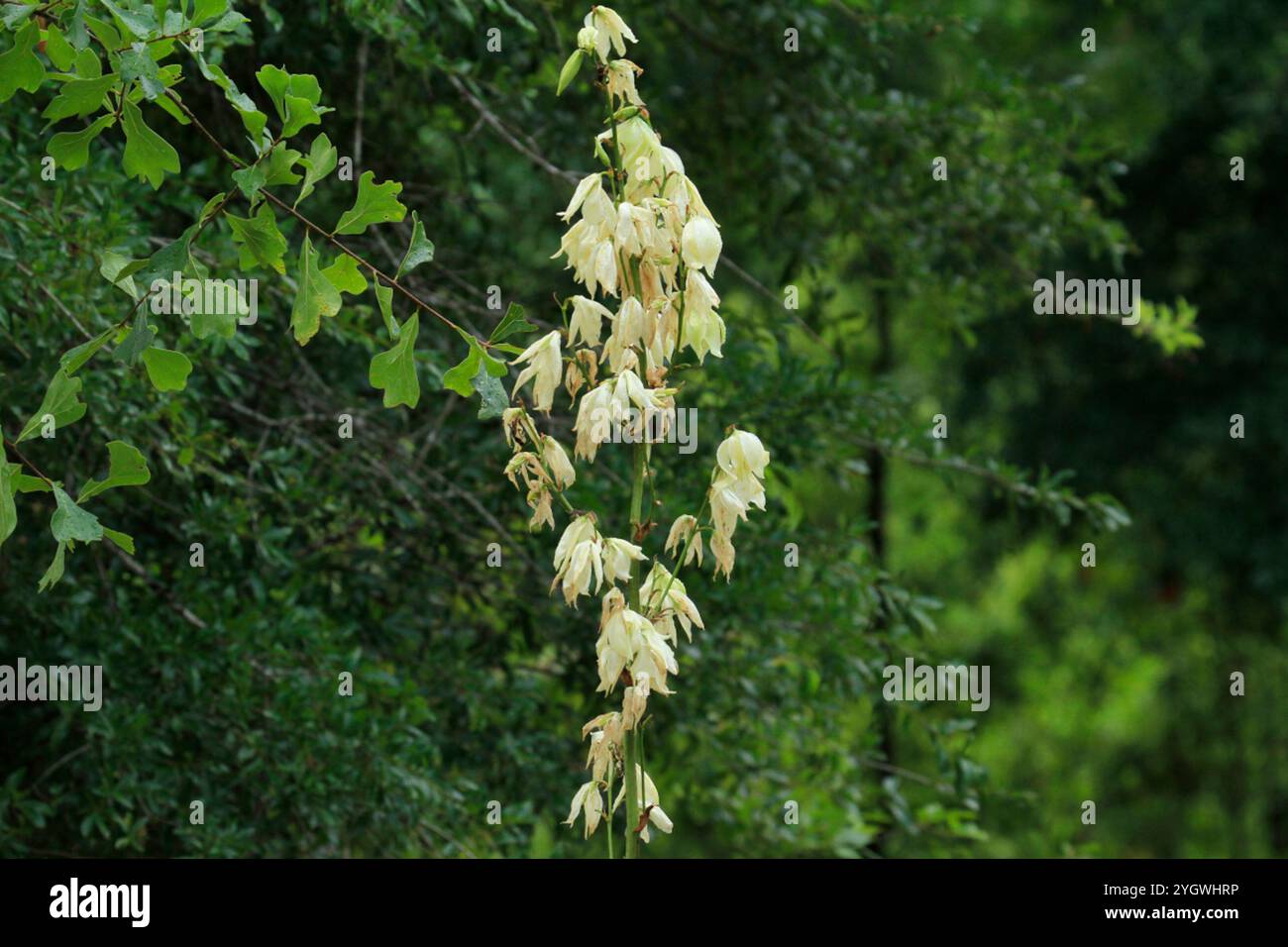 (Yucca filamentosa concava Stock Photo - Alamy