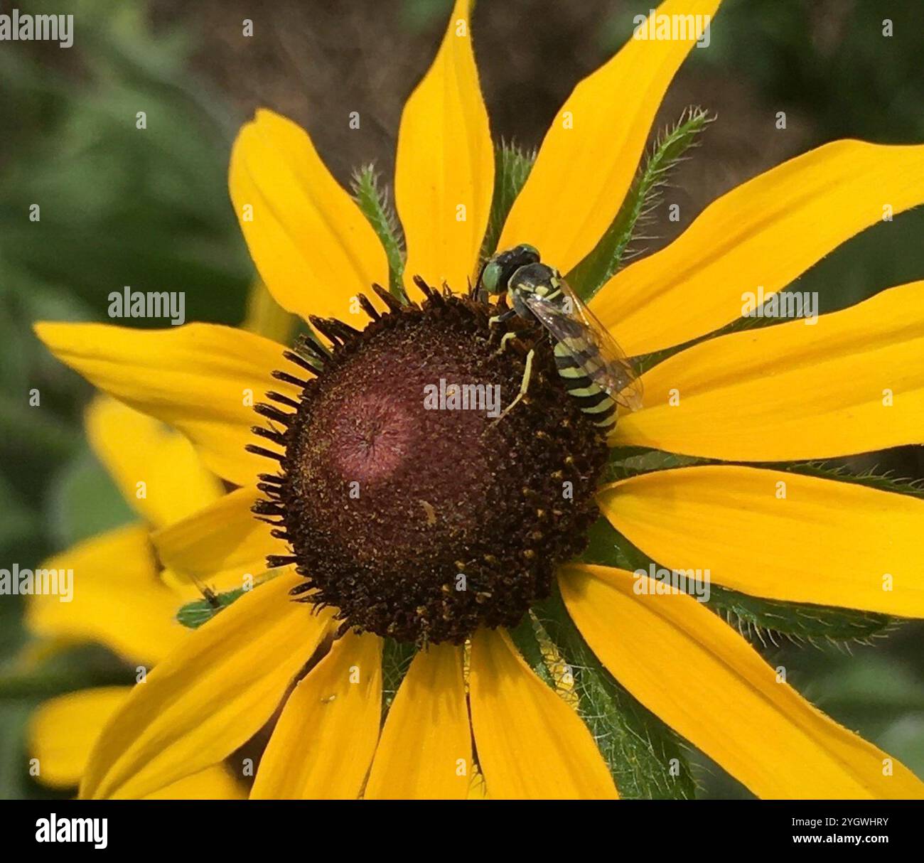 Monodonta hi-res stock photography and images - Alamy