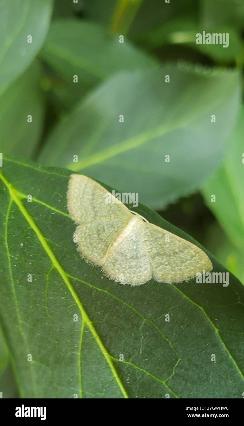 Common Tan Wave (Pleuroprucha insulsaria Stock Photo - Alamy