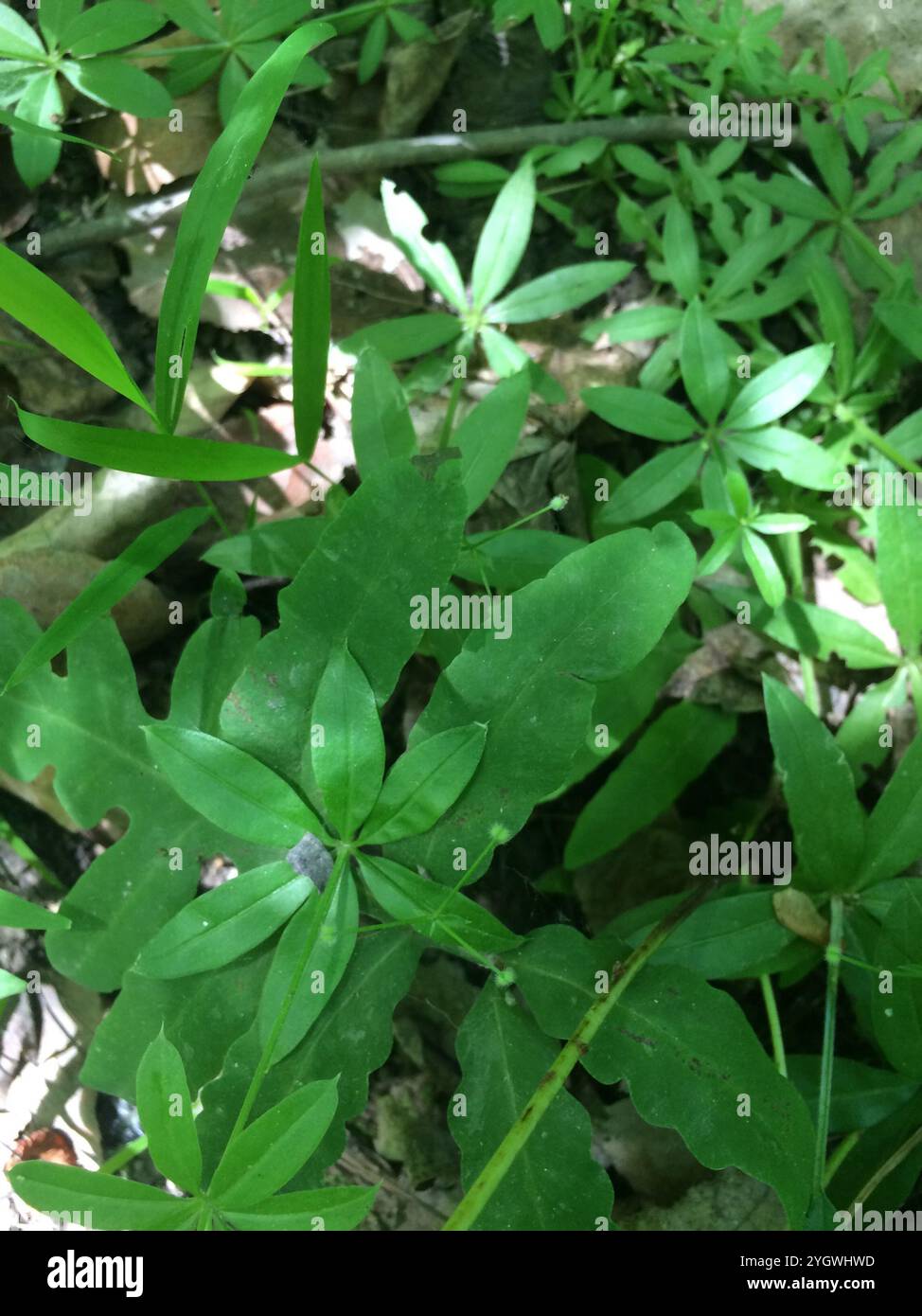 fragrant bedstraw (Galium triflorum Stock Photo - Alamy