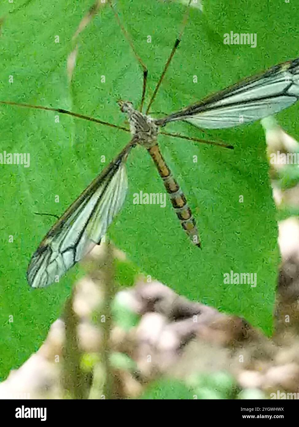 Common Crane Flies (Tipula Stock Photo - Alamy