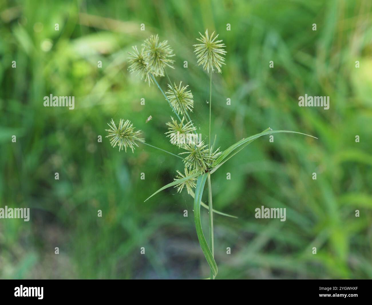 yellow nutsedge (Cyperus esculentus Stock Photo - Alamy