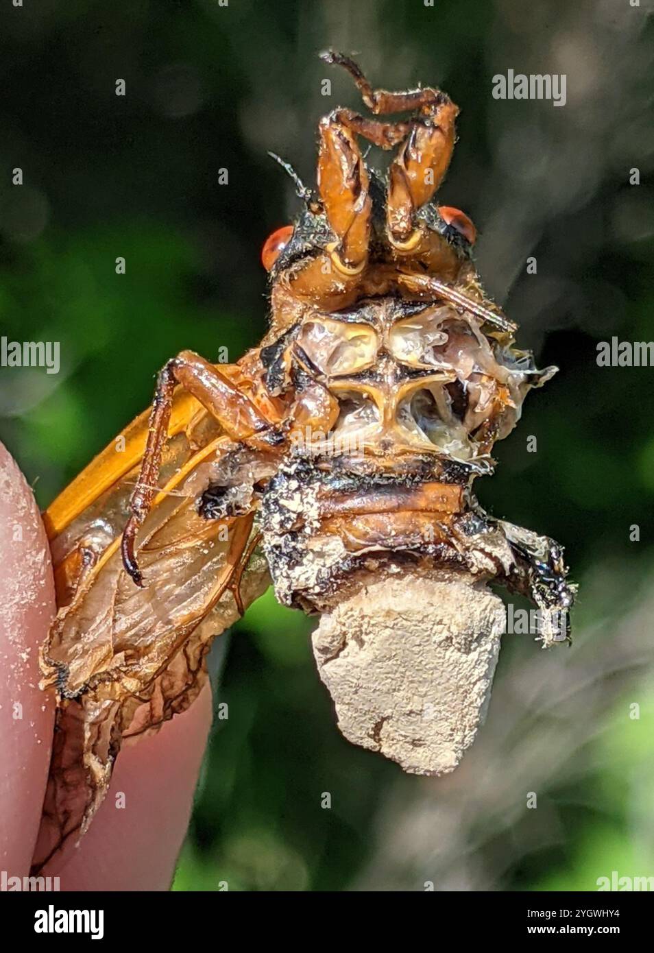 Flying saltshaker fungus (Massospora cicadina Stock Photo - Alamy