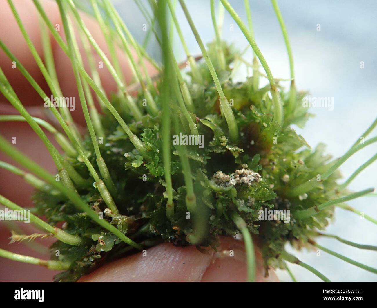 Anthoceros fusiformis hi-res stock photography and images - Alamy