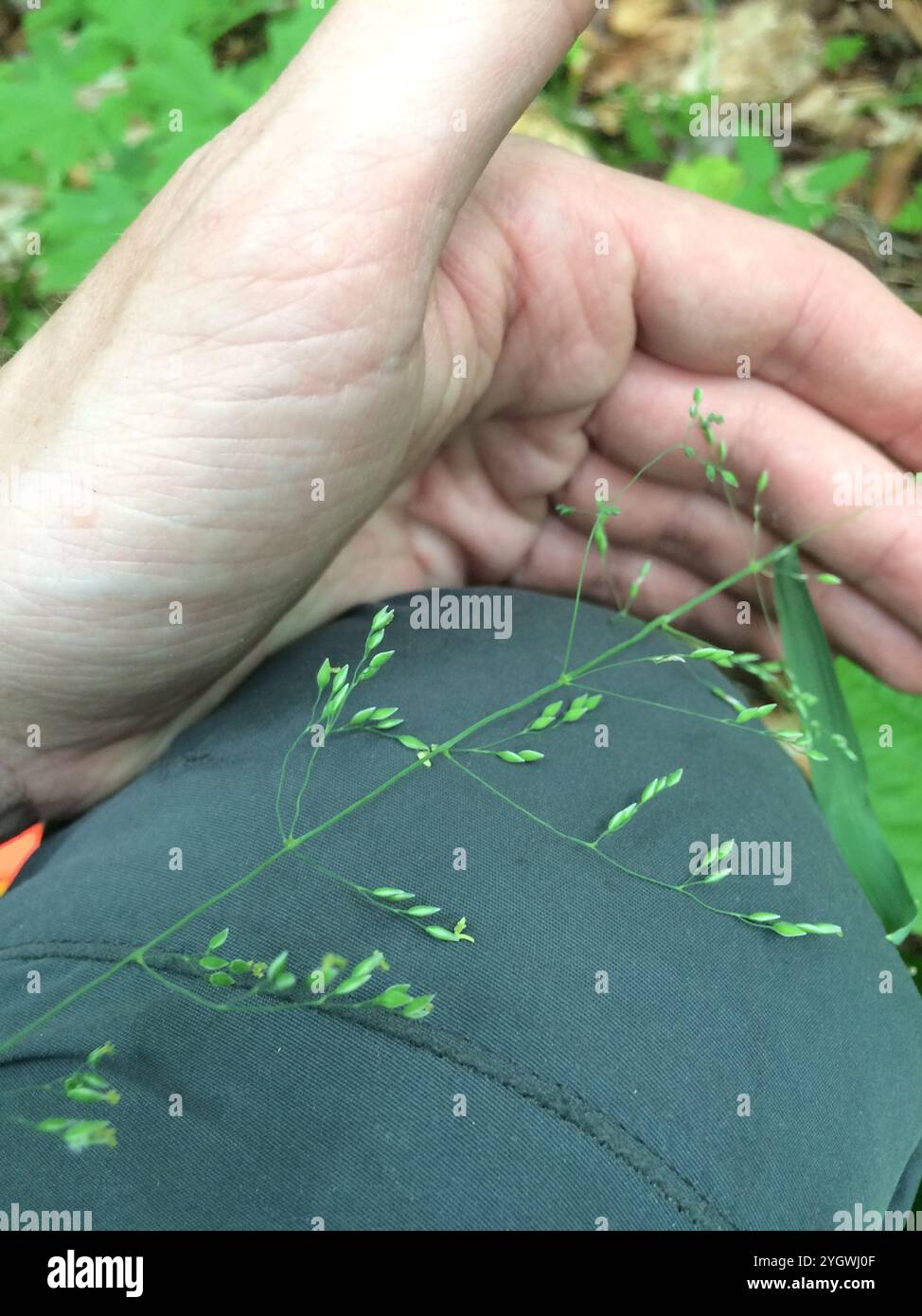 Wood Millet (Milium effusum Stock Photo - Alamy