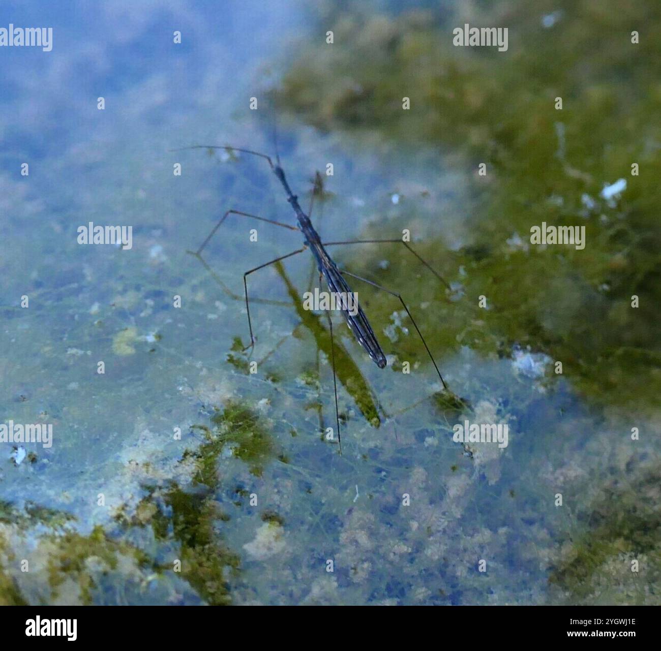 Hydrometra stagnorum hi-res stock photography and images - Alamy