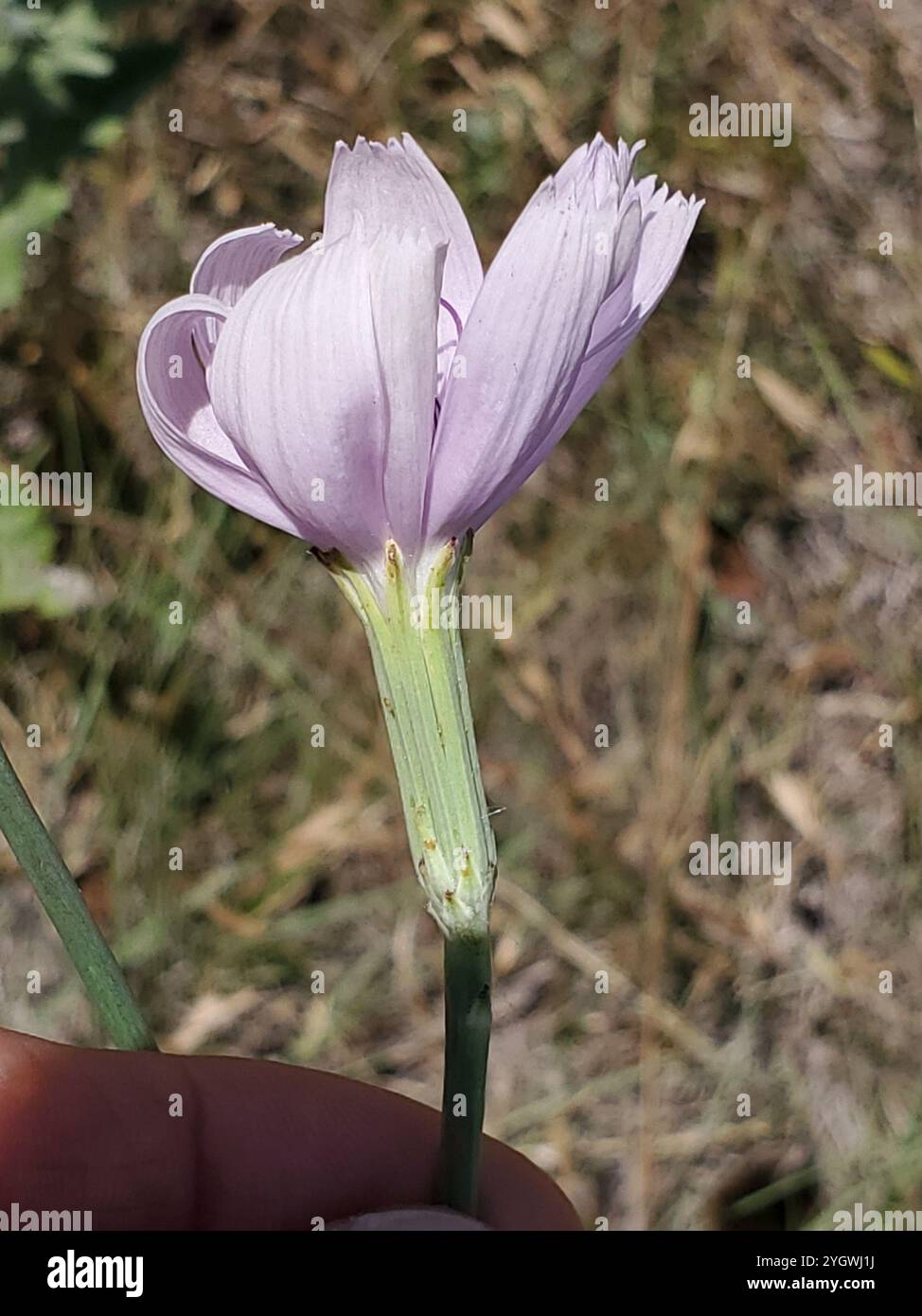Texas Skeleton Plant (Lygodesmia texana Stock Photo - Alamy