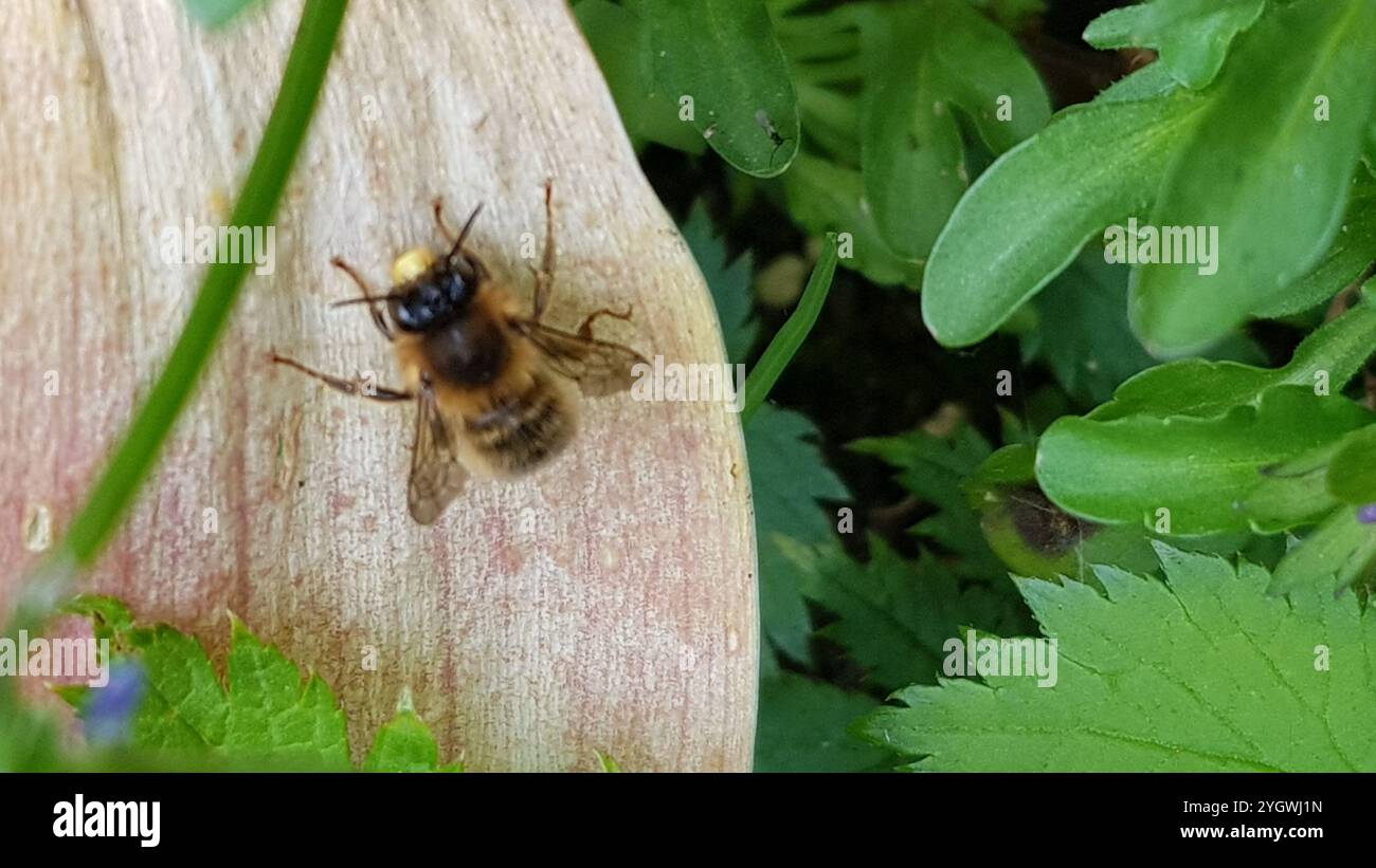Anthophora furcata hi-res stock photography and images - Alamy
