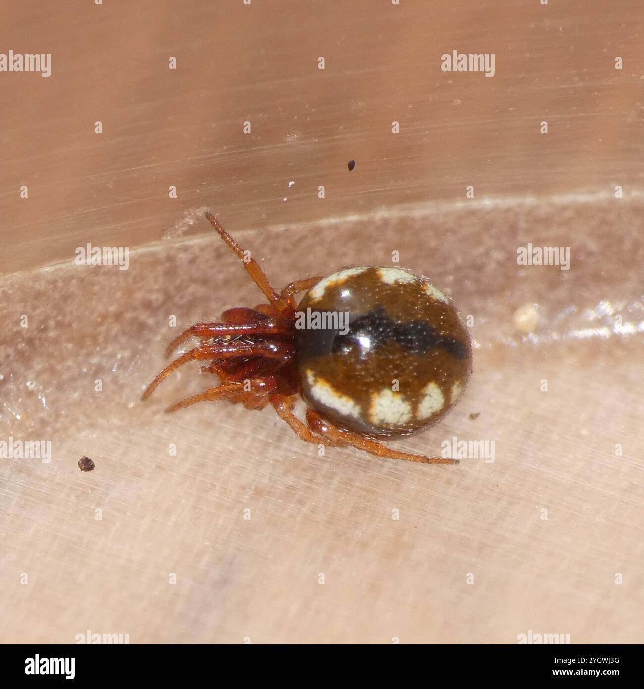 Ant-eating Spiders (Euryopis Stock Photo - Alamy