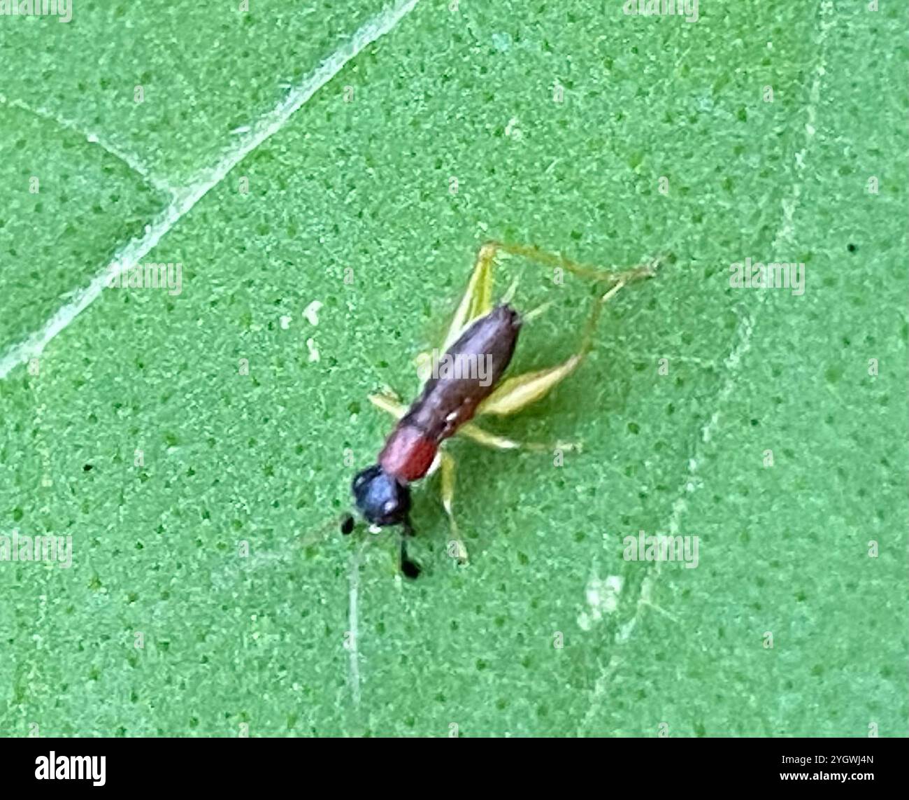 Red headed bush cricket hi-res stock photography and images - Alamy