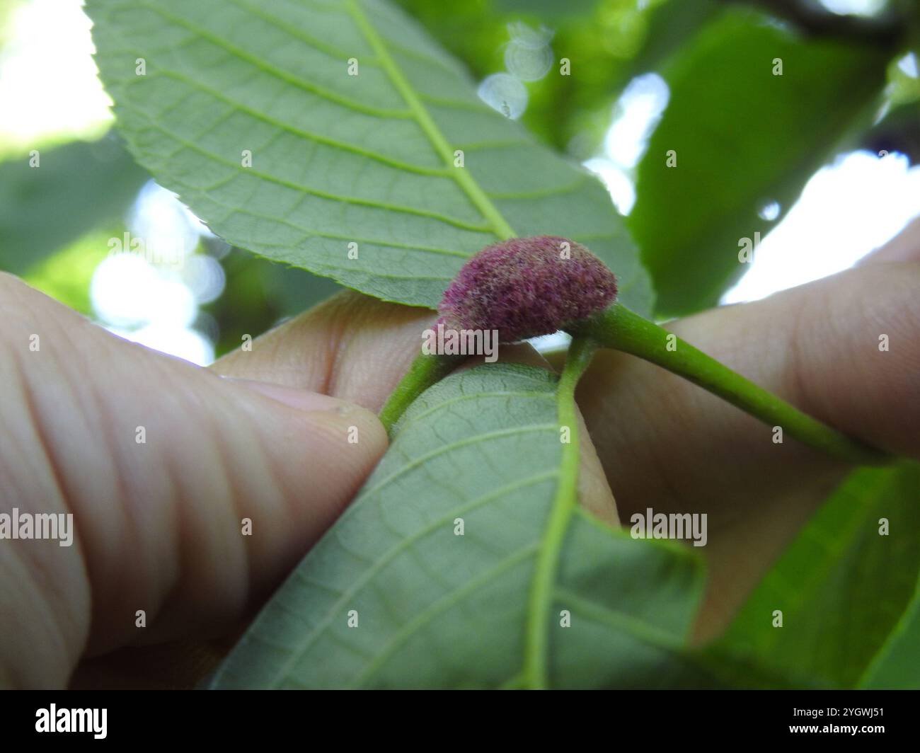 Black Walnut Petiole Gall Mite (Aceria caulis Stock Photo - Alamy