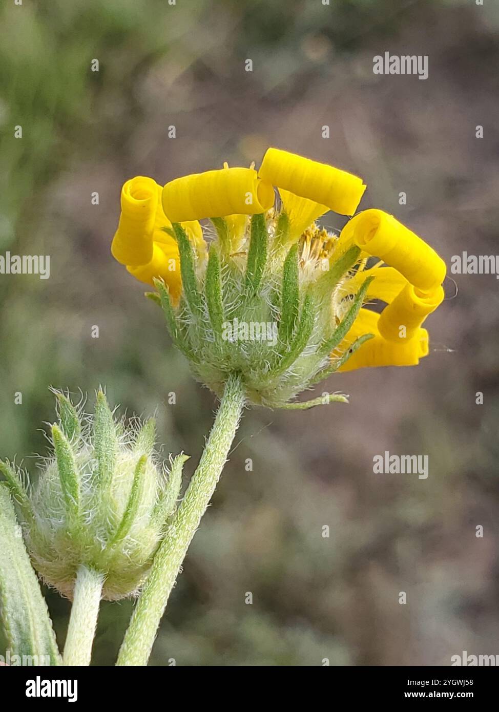 Engelmann daisy (Engelmannia peristenia Stock Photo - Alamy