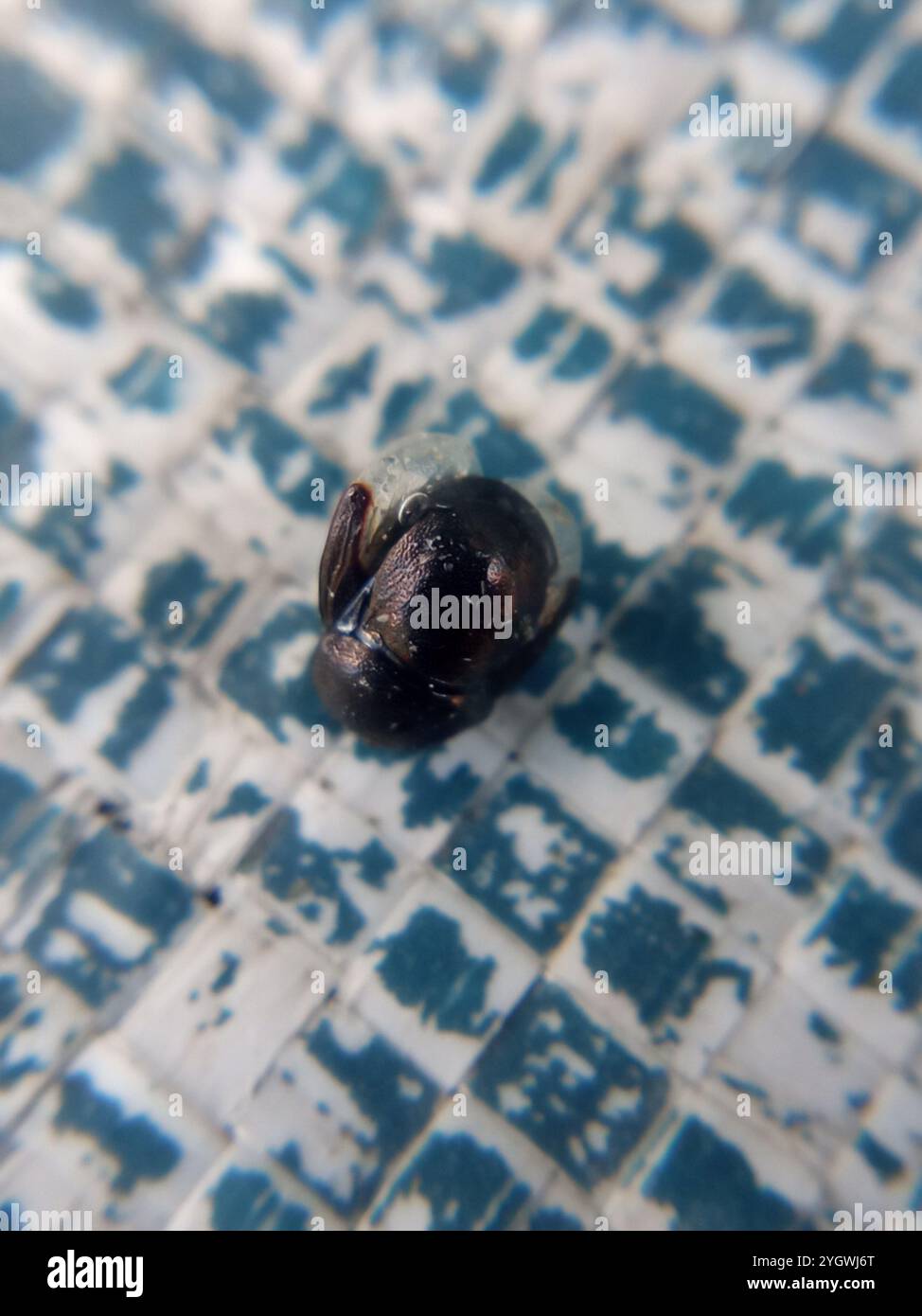 Scarab Shieldbug (Thyreocoris scarabaeoides Stock Photo - Alamy