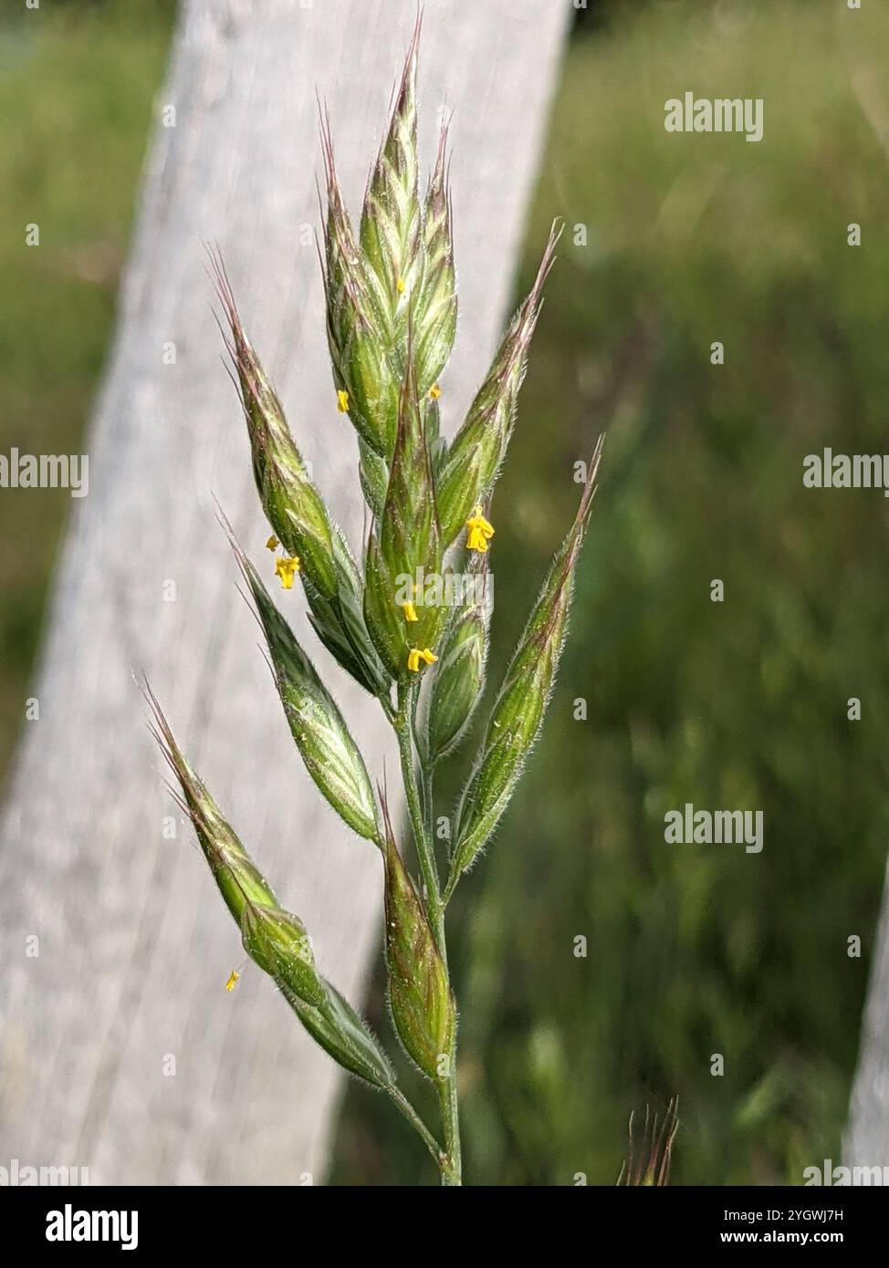 Common soft brome hi-res stock photography and images - Alamy
