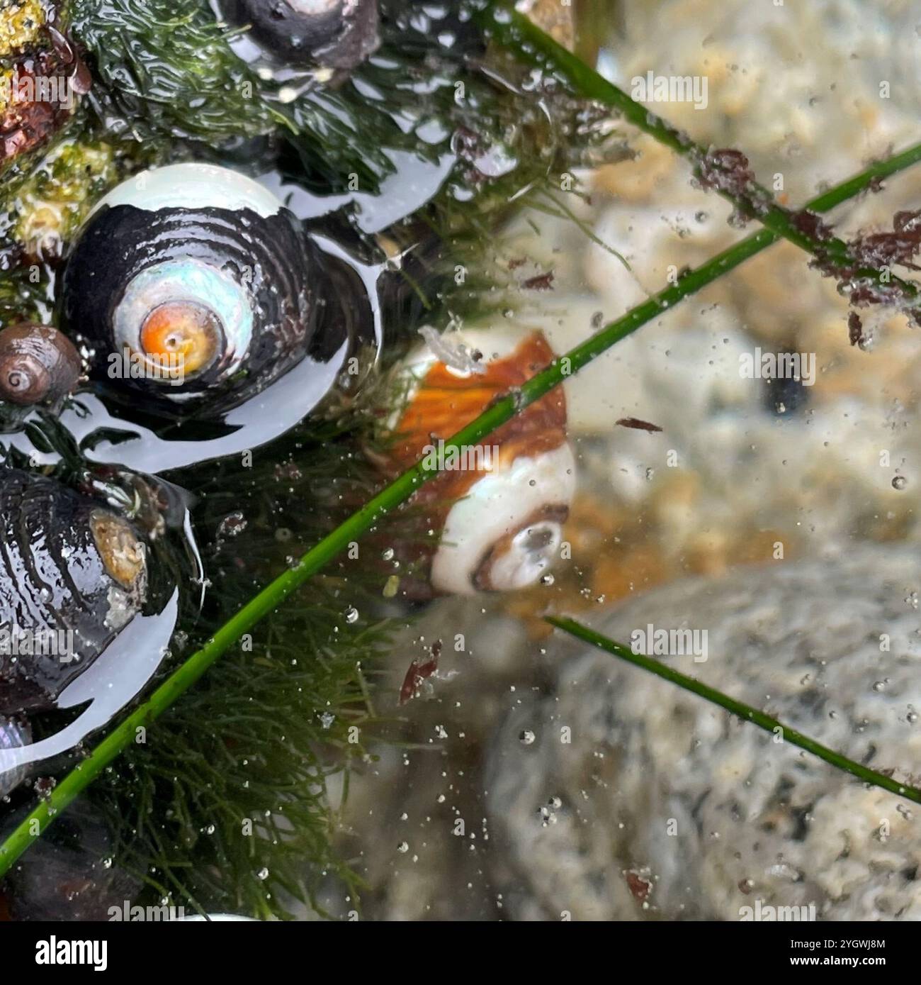 Tegula brunnea hi-res stock photography and images - Alamy