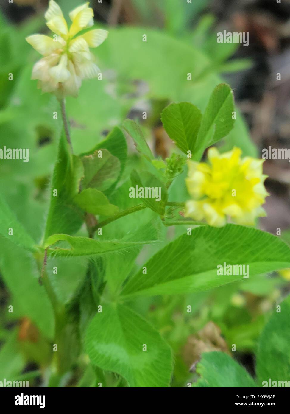 hop trefoil (Trifolium campestre Stock Photo - Alamy