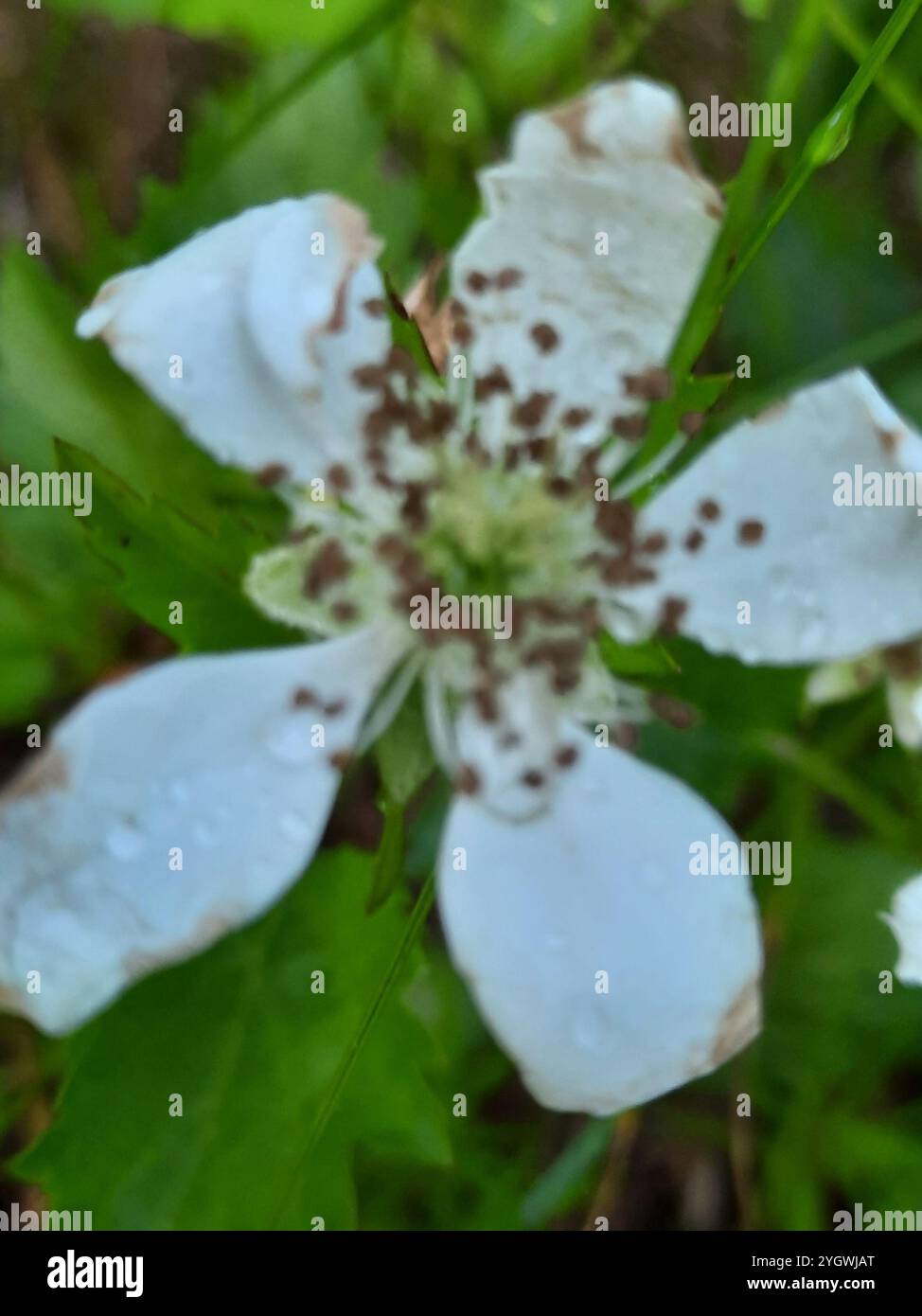 Pensilvanicus hi-res stock photography and images - Alamy