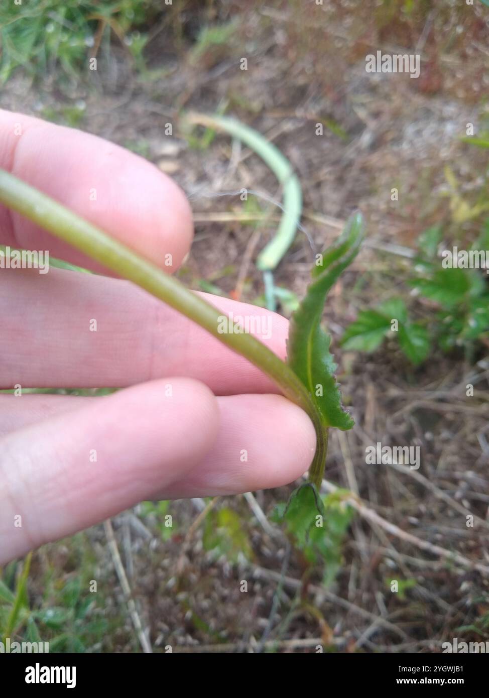 Tall western groundsel hi-res stock photography and images - Alamy