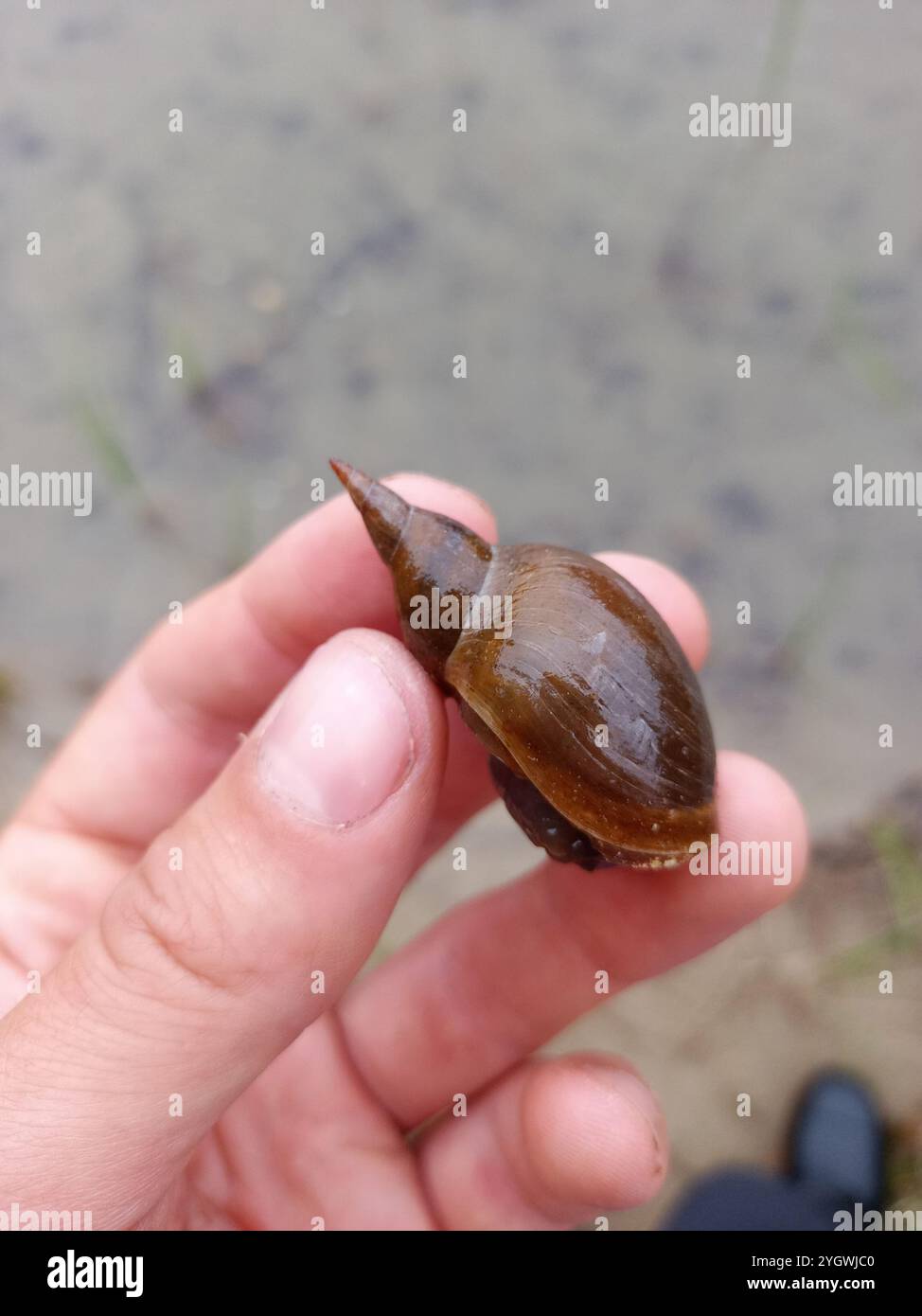 Melantho hi-res stock photography and images - Alamy