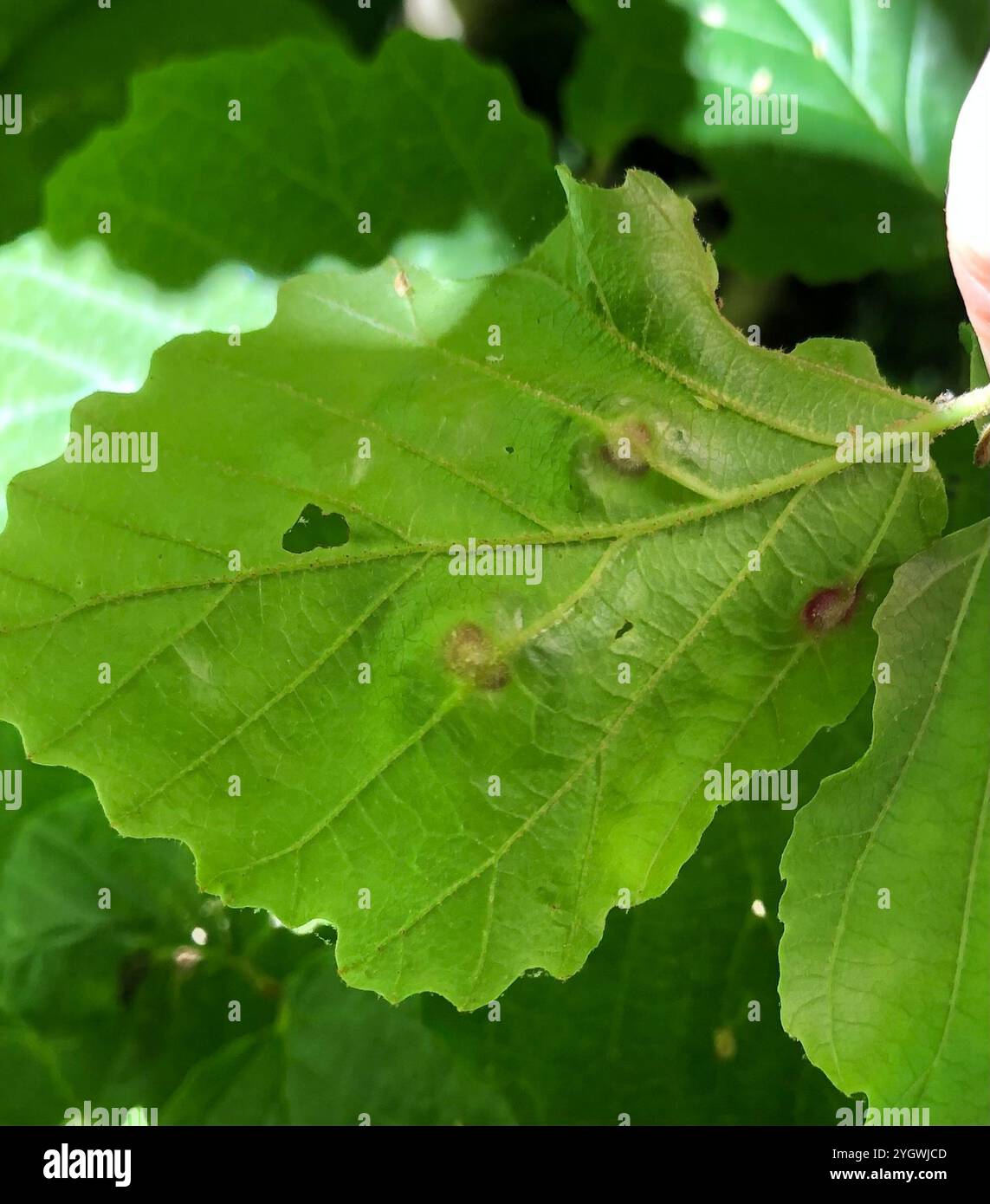 Witch-hazel Cone Gall Aphid (Hormaphis hamamelidis Stock Photo - Alamy