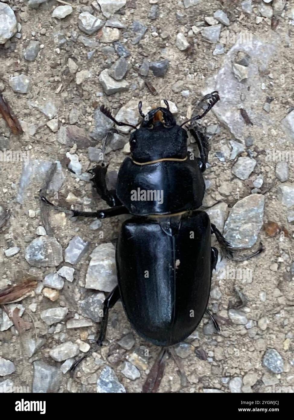 European Stag Beetle (Lucanus cervus Stock Photo - Alamy