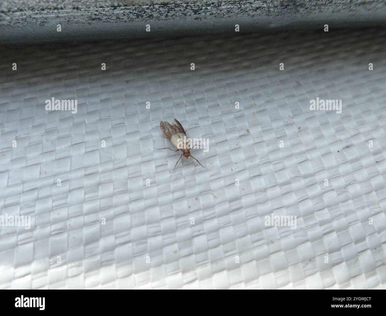 Indian-Meal Moth (Plodia interpunctella Stock Photo - Alamy