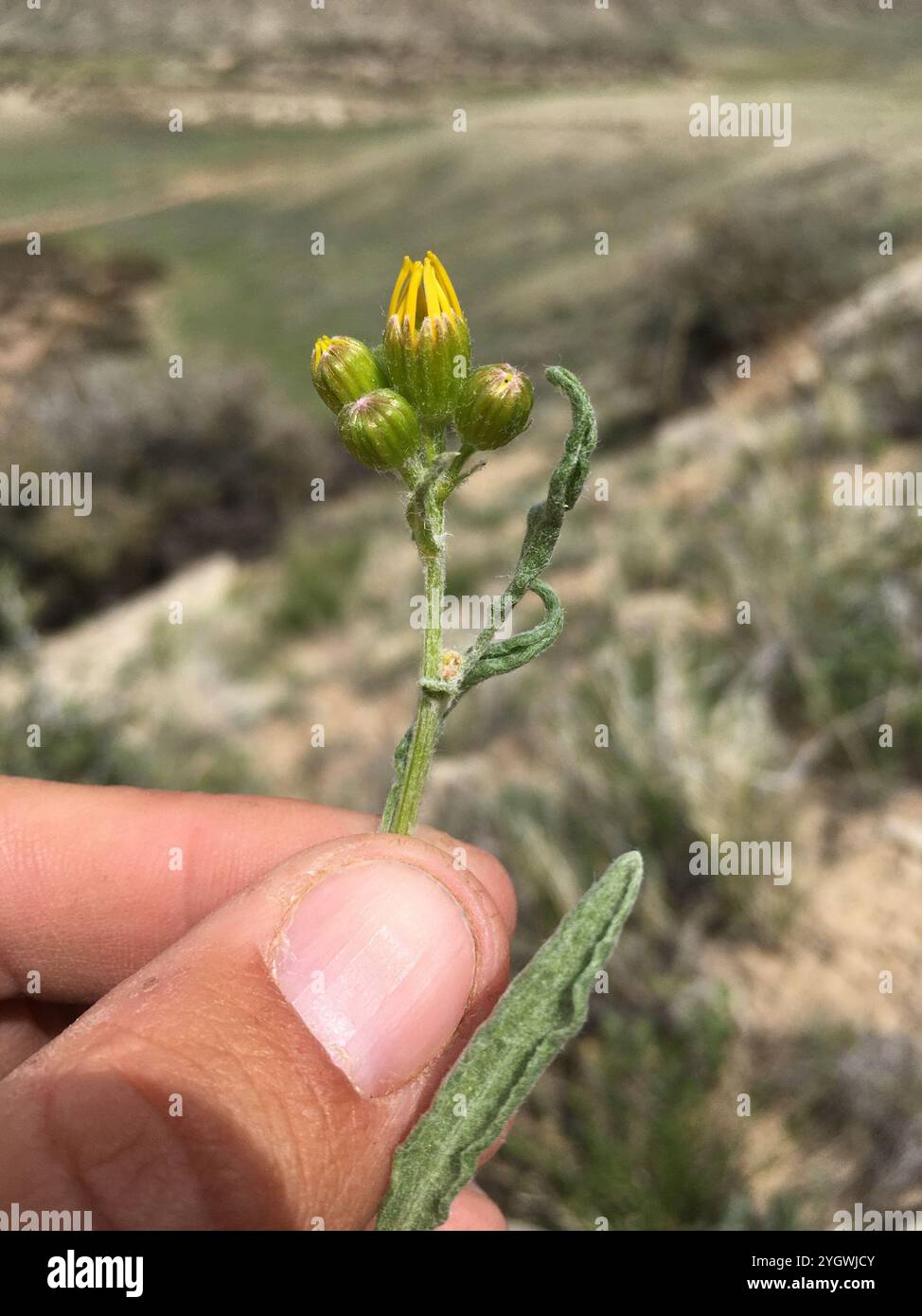 woolly groundsel (Packera cana Stock Photo - Alamy