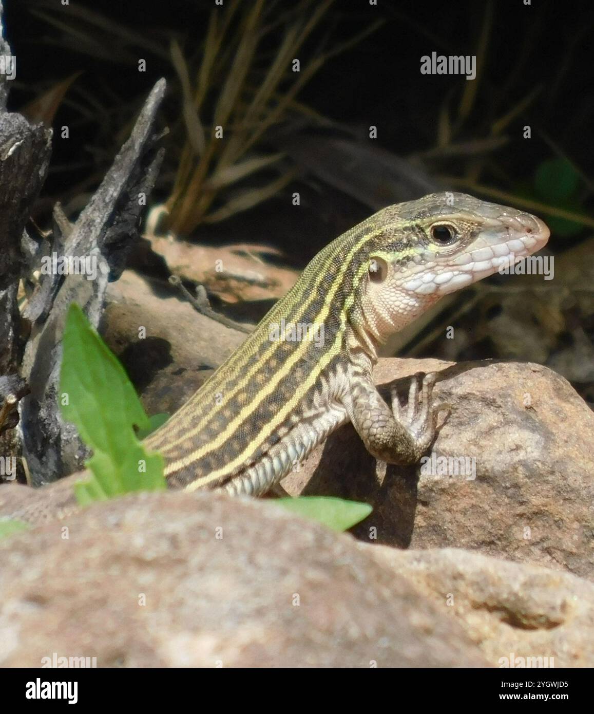 Whiptail Lizards (Aspidoscelis Stock Photo - Alamy