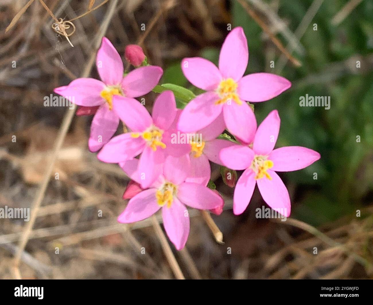 Common centaury (Centaurium erythraea Stock Photo - Alamy