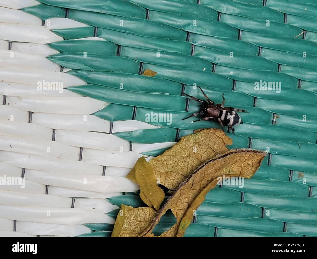 Variegated Ground Spider (Sergiolus capulatus Stock Photo - Alamy