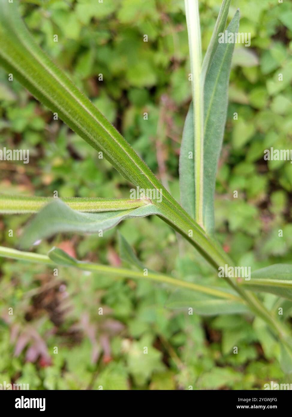Rosilla hi-res stock photography and images - Alamy
