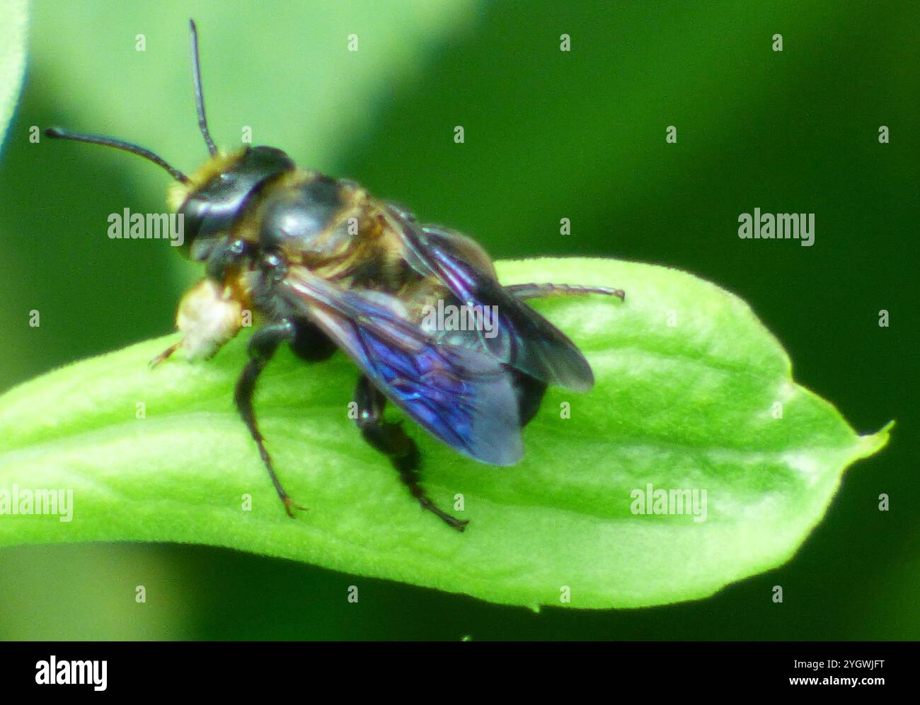 Carpenter-mimic Leafcutter Bee (Megachile xylocopoides Stock Photo - Alamy