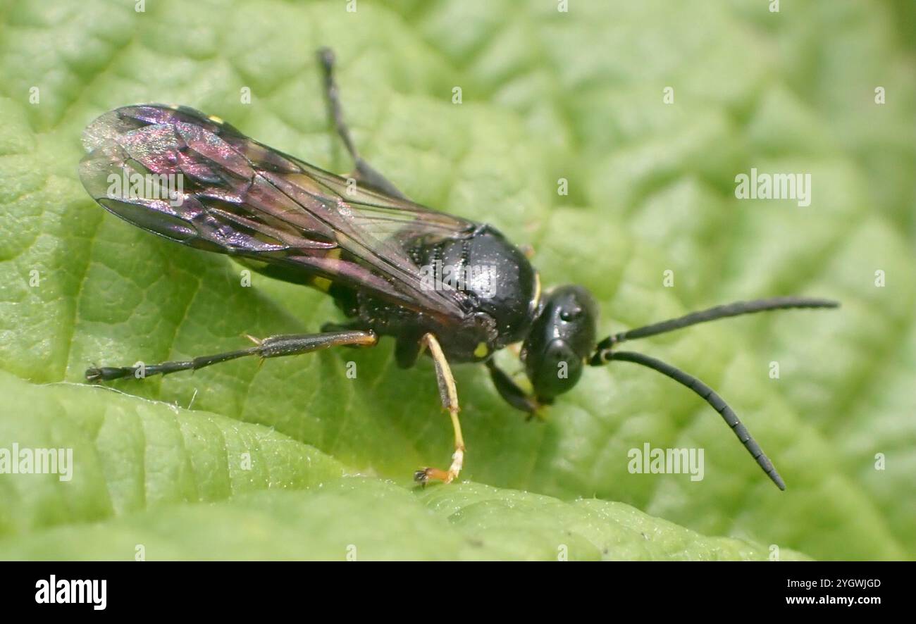 Gorytes hi-res stock photography and images - Alamy