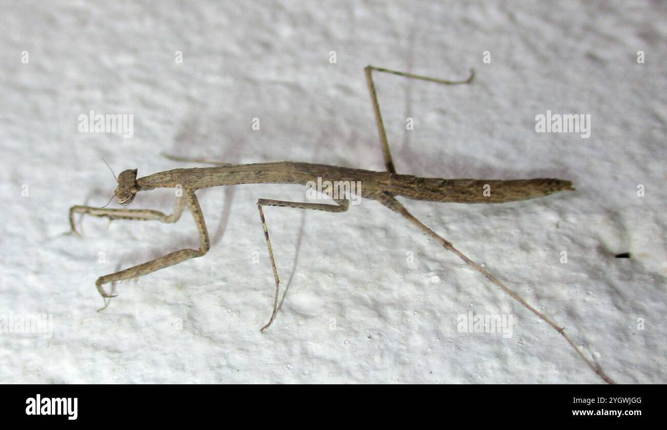 African Stick Mantises (Hoplocorypha Stock Photo - Alamy