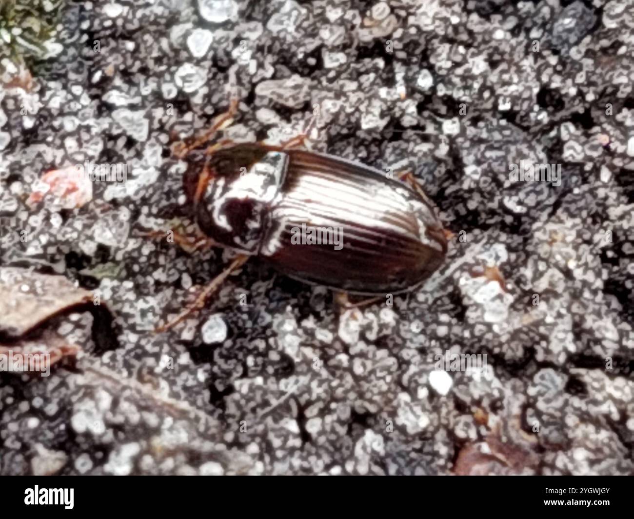 Sun Beetles (Amara Stock Photo - Alamy