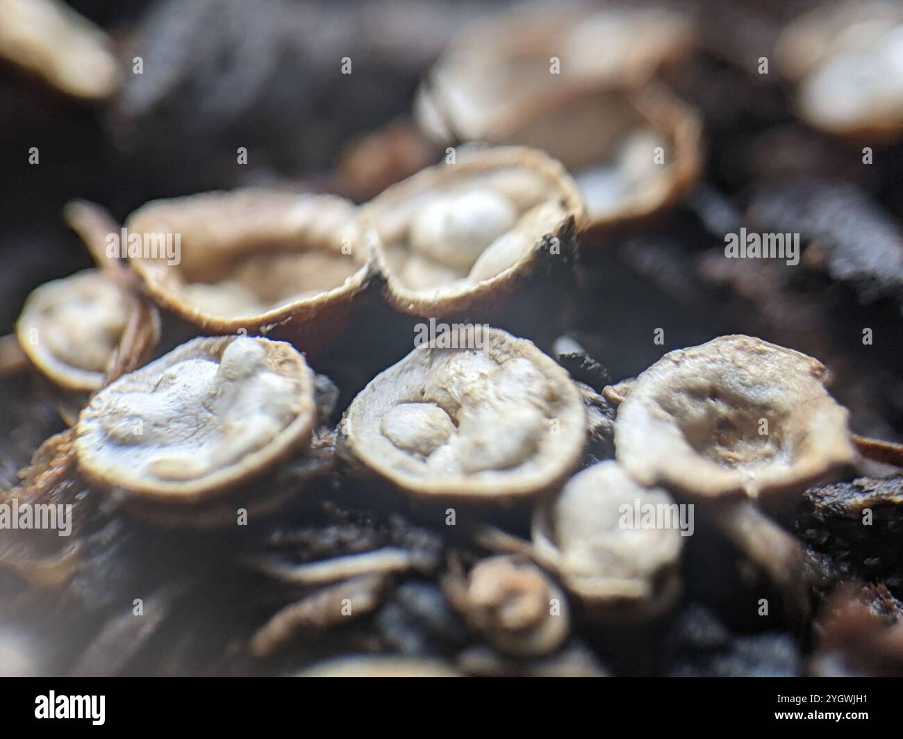 common bird's nest fungus (Crucibulum laeve Stock Photo - Alamy