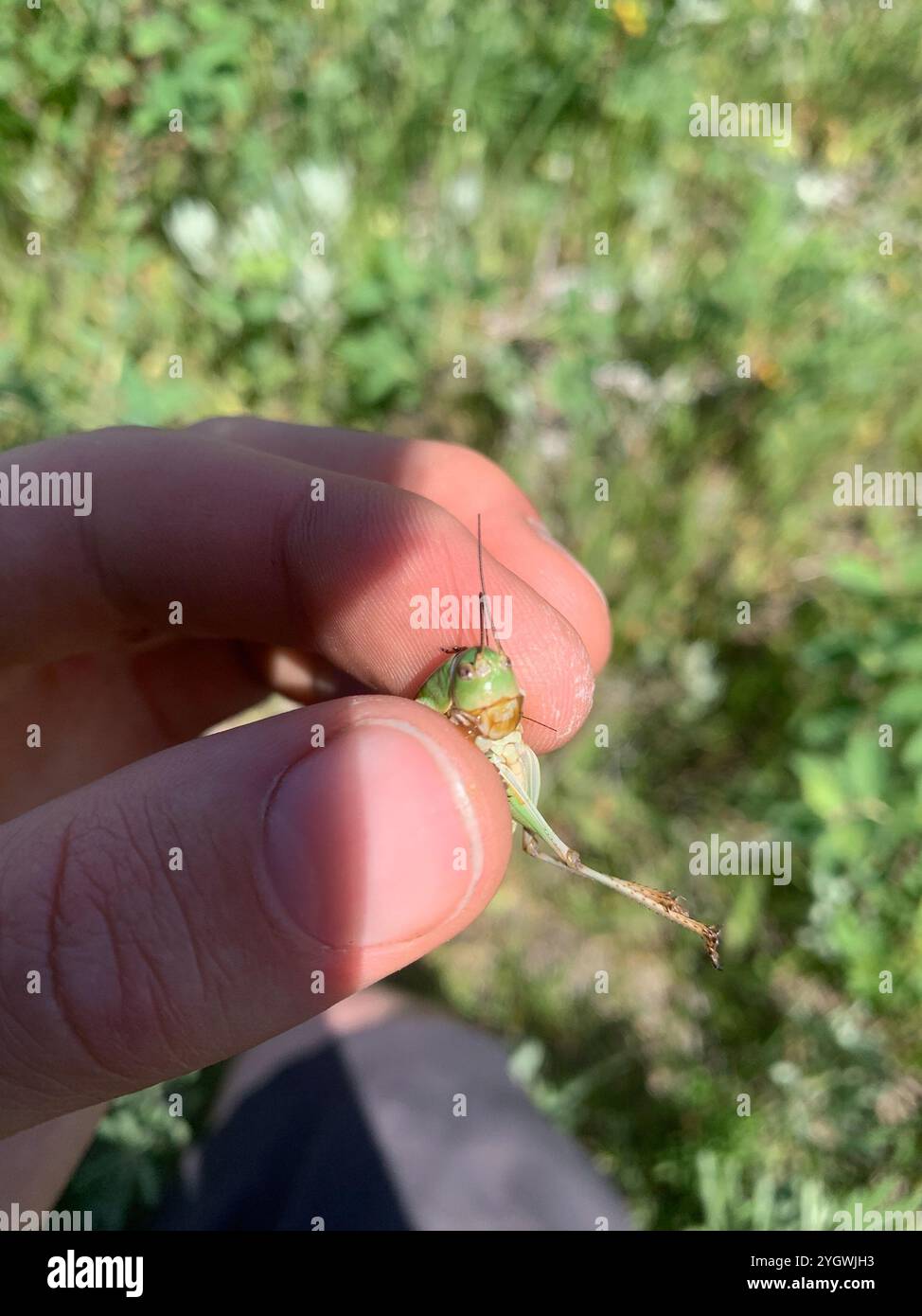 Anabrus simplex hi-res stock photography and images - Alamy