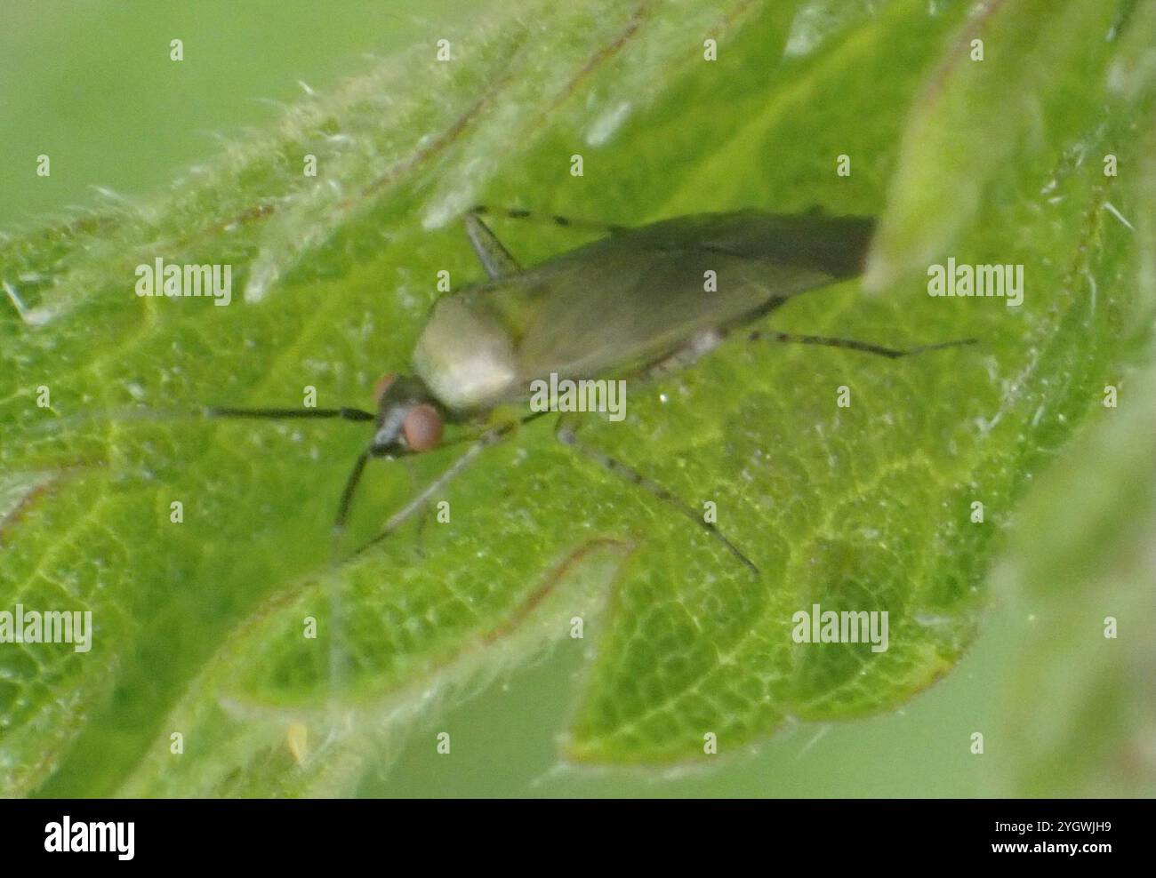Common Nettle Flower Bug (Plagiognathus arbustorum Stock Photo - Alamy