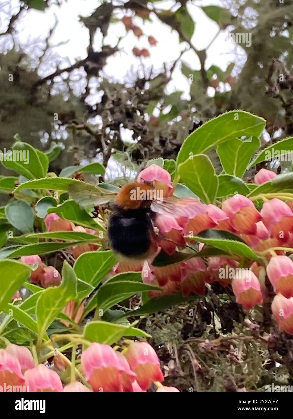 Tree Bumble Bee (Bombus hypnorum Stock Photo - Alamy