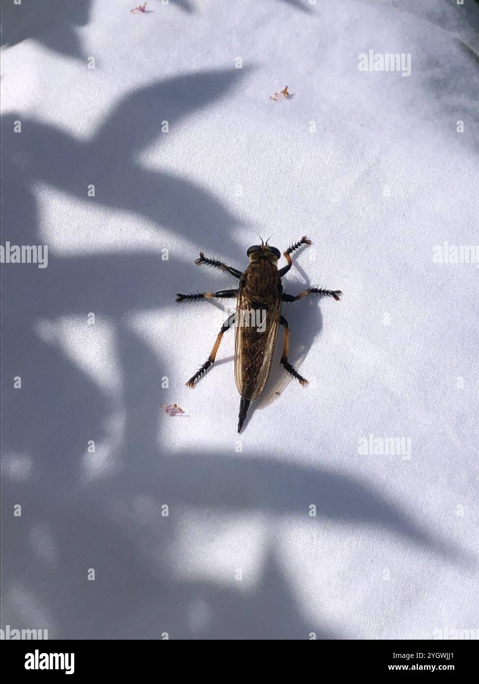 Red-footed Cannibal Fly (Promachus rufipes Stock Photo - Alamy