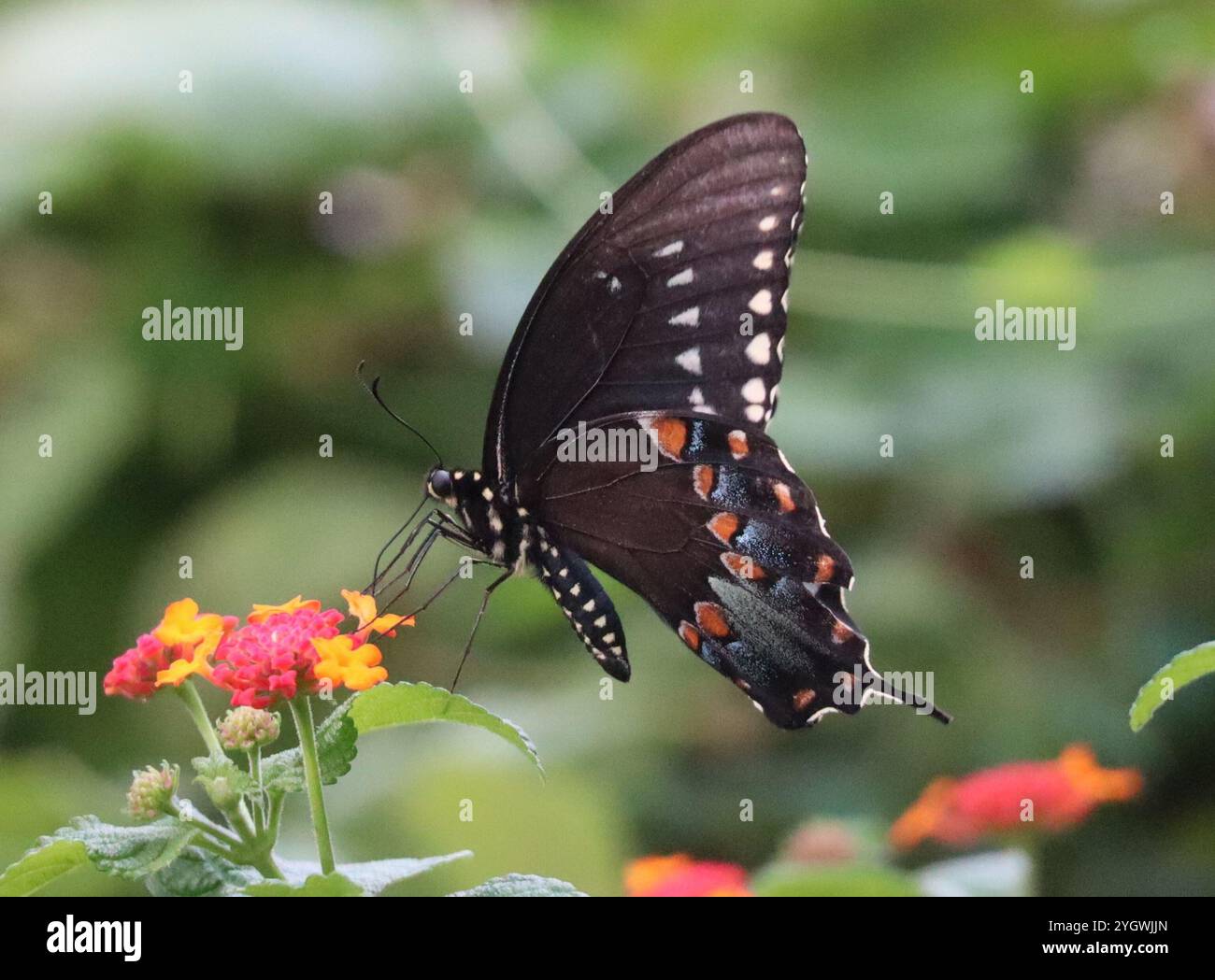 Spicebush Swallowtail (Papilio troilus Stock Photo - Alamy