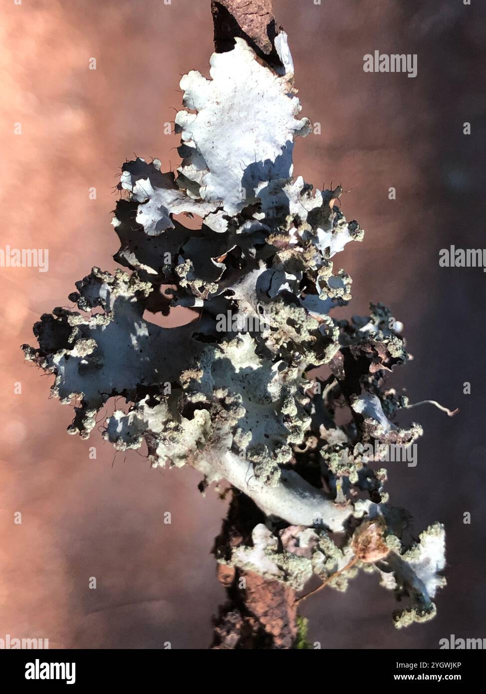 Ruffle Lichens (Parmotrema Stock Photo - Alamy