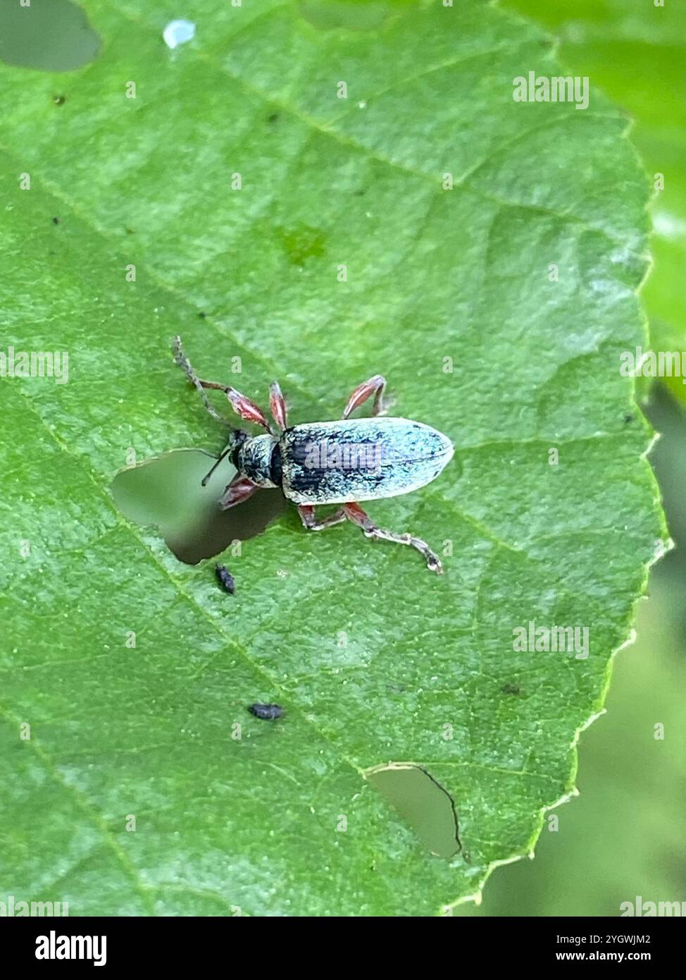 Nettle weevil (Phyllobius pomaceus Stock Photo - Alamy