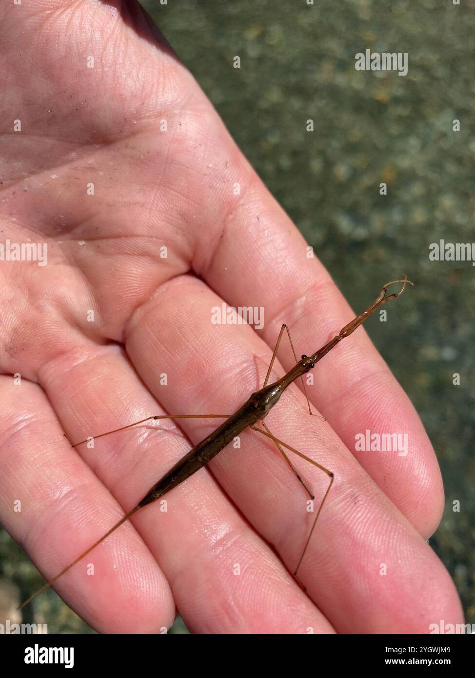 Brown Waterscorpion (Ranatra fusca Stock Photo - Alamy