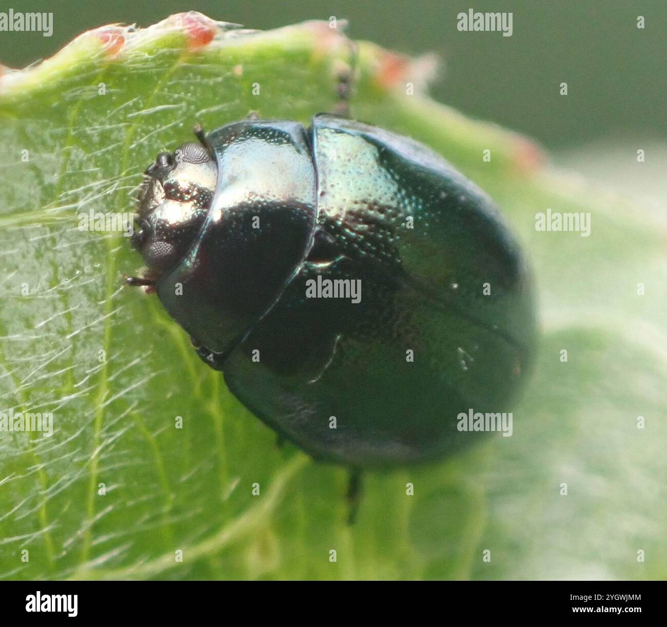 Willow Leaf Beetle (Plagiodera versicolora Stock Photo - Alamy