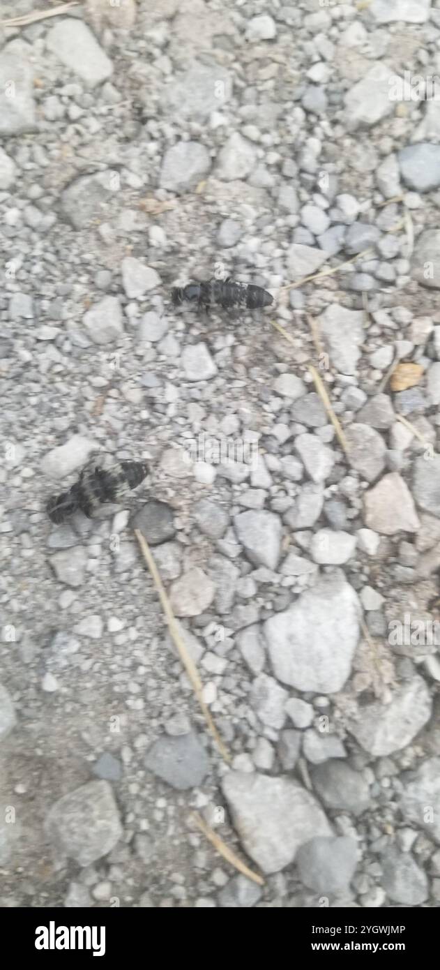 hairy rove beetle (Creophilus maxillosus Stock Photo - Alamy