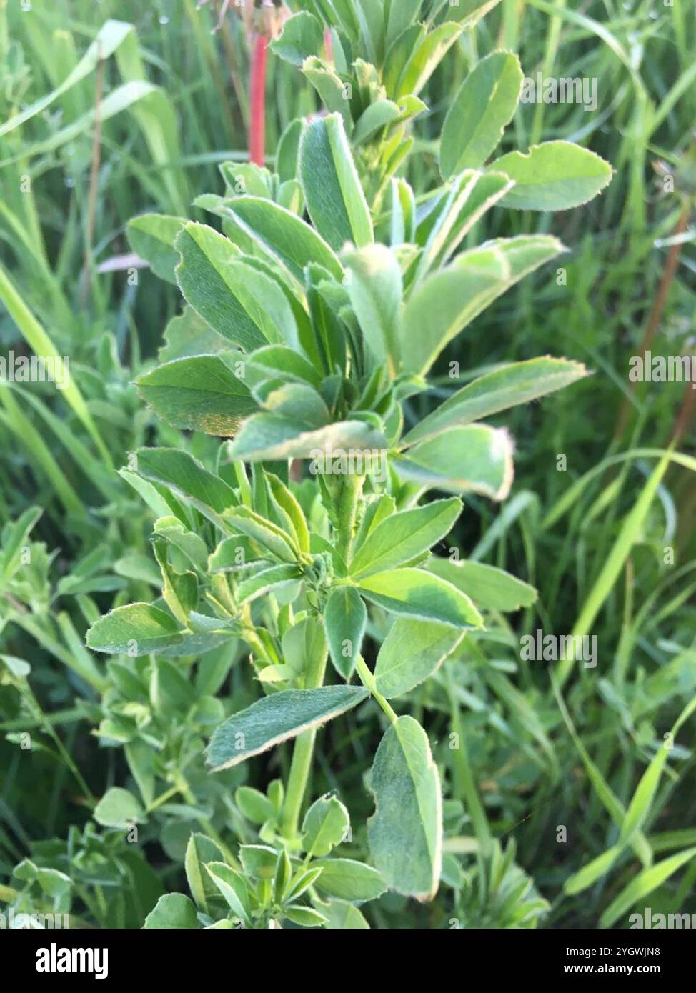 sickle alfalfa (Medicago falcata Stock Photo - Alamy